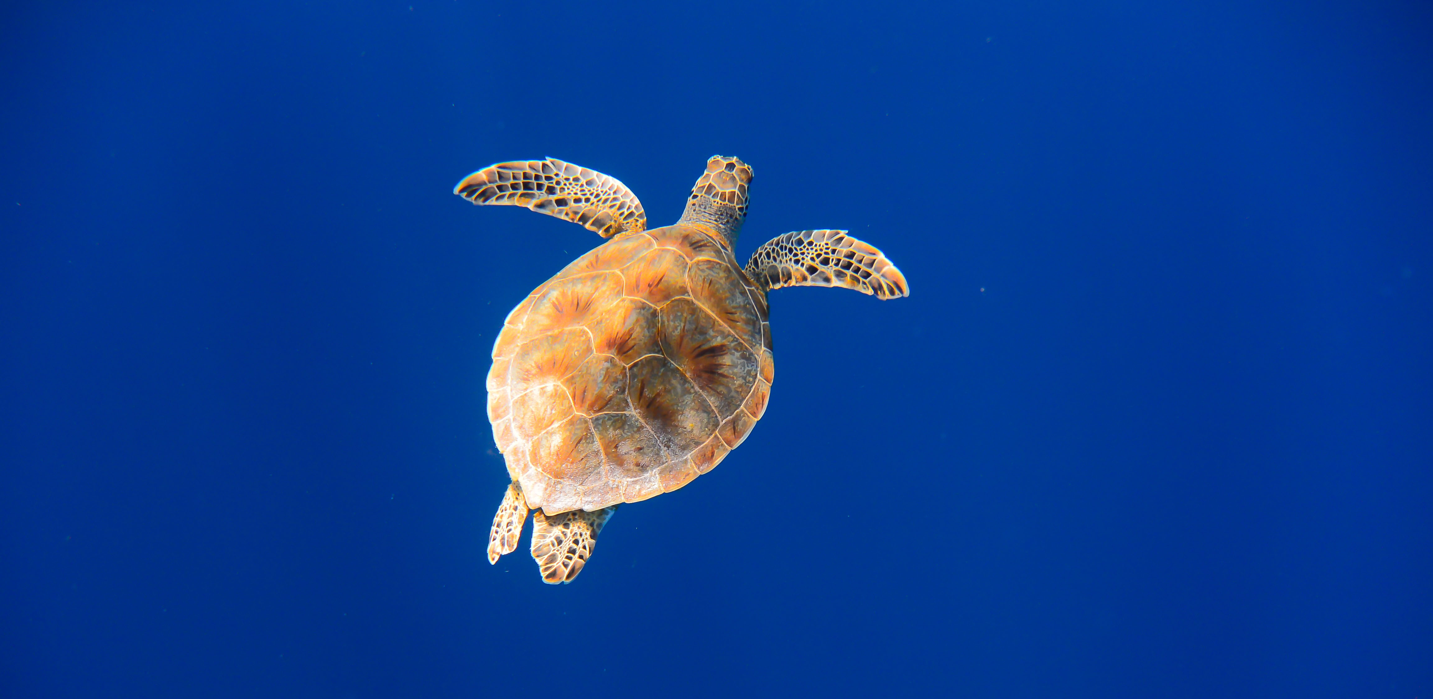 A Happy New Year From Remobjects Software