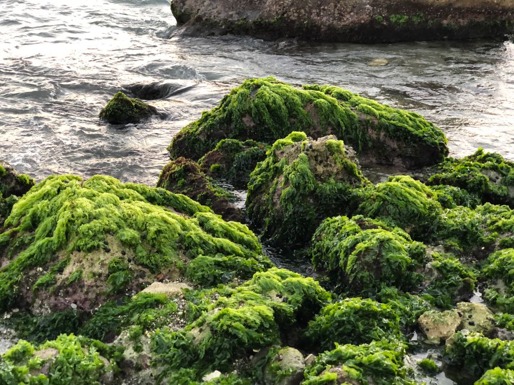 Delphi-style VCL on WebAssembly Platform